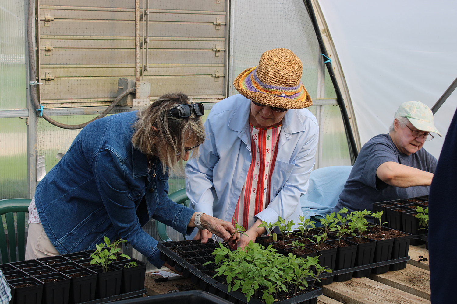 Transplanting Tomatoes with Residents for Phoebe Organic Farm ...